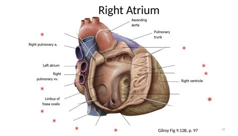 Right Atrium Anatomy The Function Of The Heart Ventricles