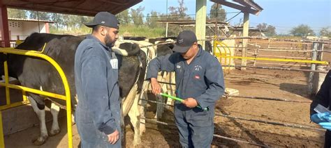 Ica Ofrece Curso Sobre Sincronización Del Celo E Inseminación