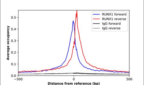 Rabbit Polyclonal Anti Runx1 Antibody Buy For Research Highly