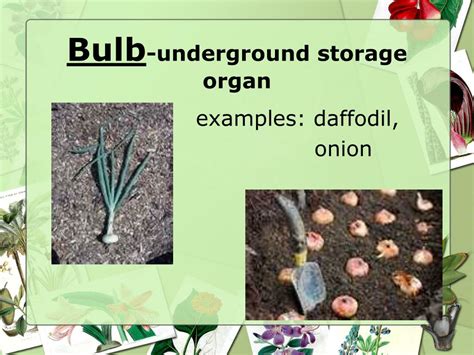 Ppt Plant Reproduction Powerpoint Presentation Free Download Id 5364252