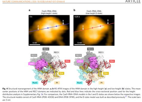 High Speed Atomic Force Microscopy Hs Afm To Visualize The Real Space And Real Time