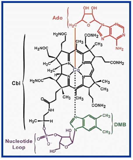 Structure Of Adenosylcobalamin Showing Upper Adenosyl And Lower Download Scientific