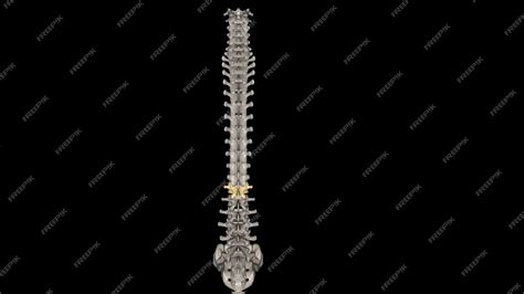 Premium Photo The L1 Vertebra Is The Topmost Section Of The Lumbar Spinal Column