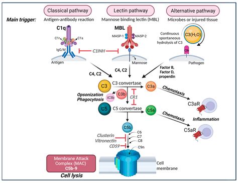 The Importance Of Complement Mediated Immune Signaling In Alzheimers Disease Pathogenesis