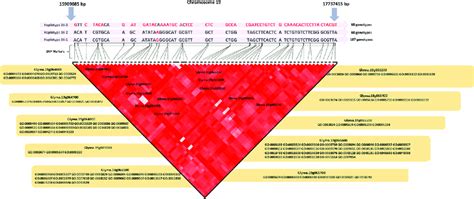 The Haplotype Block 16 On Chromosome 19 With Its 12 Putative Download Scientific Diagram