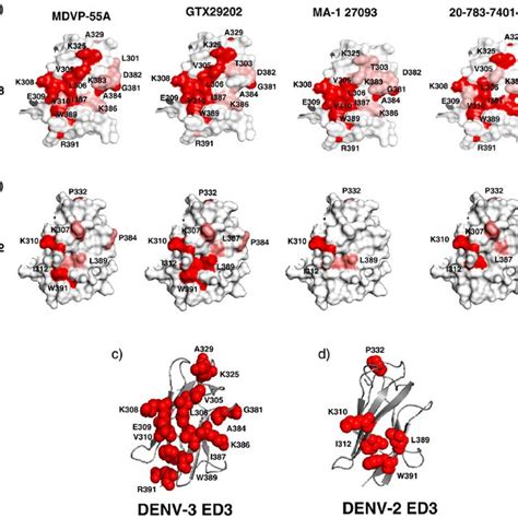 Comparison Of Denv Complex Reactive Mab Epitopes On Denv 2 And Denv 3 Download Scientific