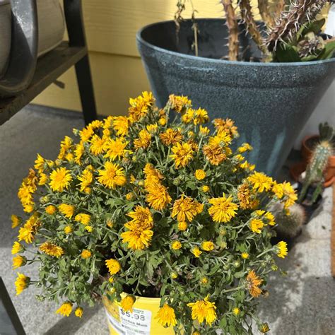 How To Care For Pelee Mum Mastering Water Sunlight And More