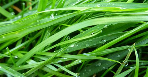 How To Prevent And Control Quackgrass Trim That Weed