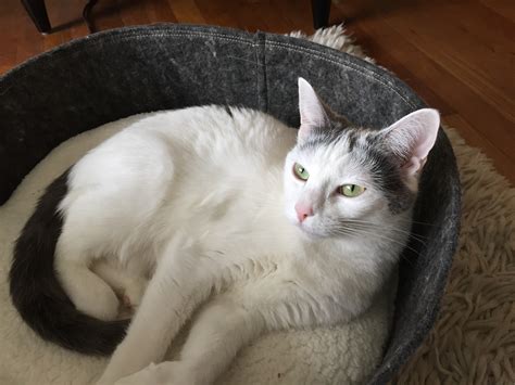 Add Pets Page · Issue 455 · Ritterimrimdev Blog · Github