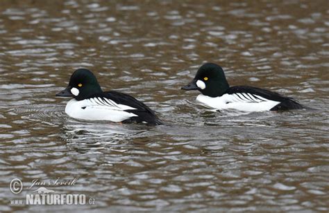 Hohol Severní Naturfoto Cz