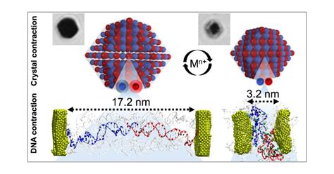 Multivalent Cation Induced Actuation Of Dna Mediated Colloidal Superlattices Journal Of The
