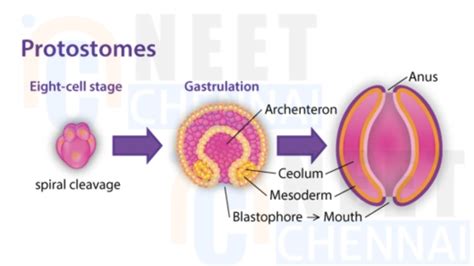 Difference Between Protostomes And Deuterostomes Neet Chennai