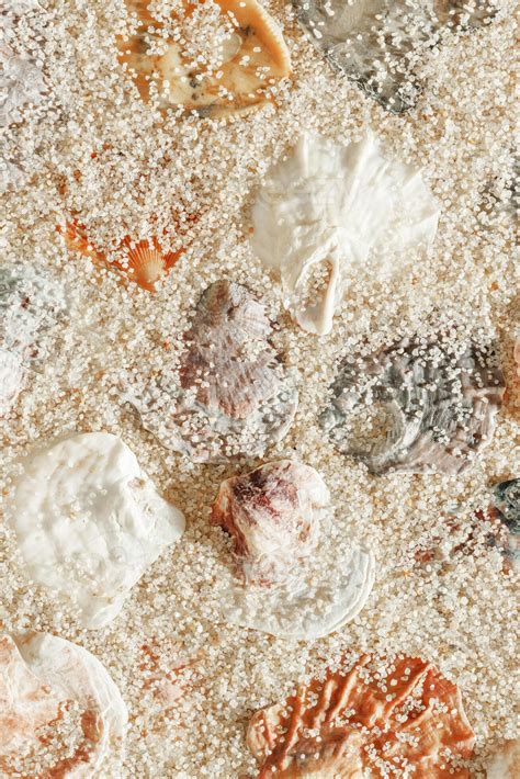 Minimal Aesthetic Seashells Pattern On Beige Sand Natural Sea Oceanic