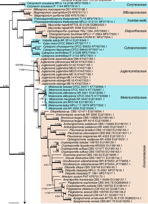 consensus phylogram 50 majority rule from a bayesian analysis of