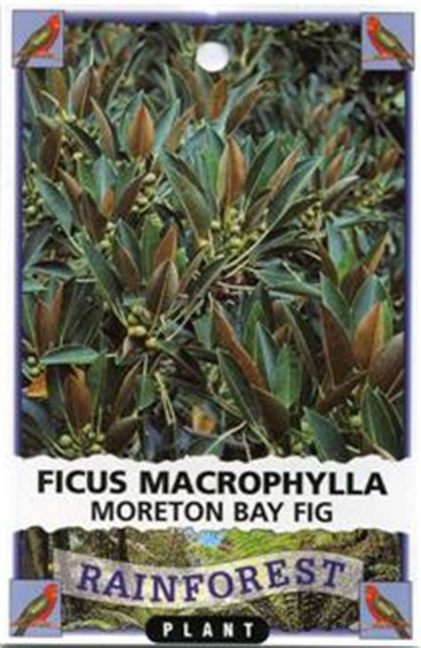 Moreton Bay Fig Ficus Macrophylla