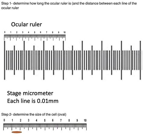 Step 1 Determine How Long The Ocular Ruler Is And The Distance