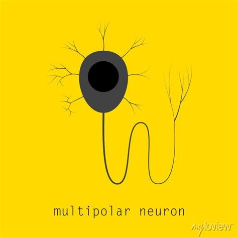 Structure Of A Motor Neuron Vector Illustration Posters For The Wall Posters Tunnel Tissue