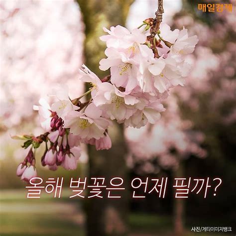 카드뉴스 올해 벚꽃 개화시기와 축제 일정은