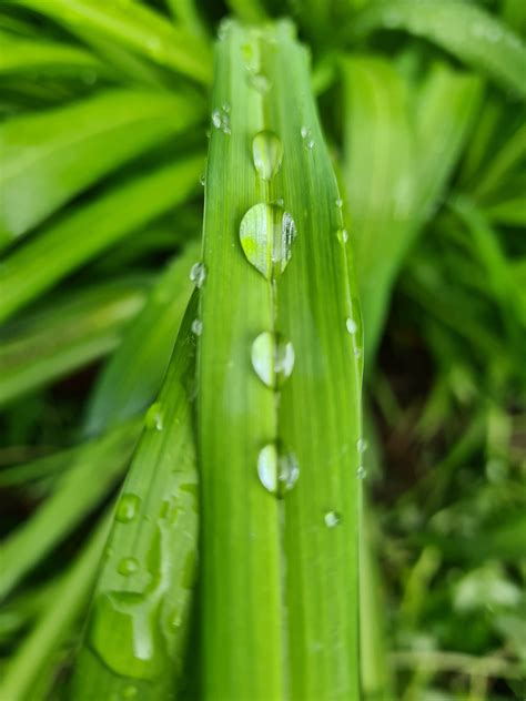 Download Grass Green Rain Royalty Free Stock Illustration Image
