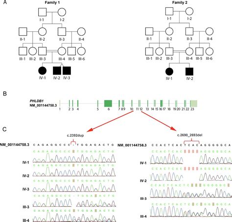 Frameshift Mutation Osteogenesis Imperfecta At Aaron Battye Blog