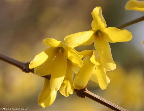 15 Life Lessons Gleaned From A Forsythia Bud Damselwings Martha Brettschneider