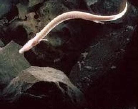 Olm