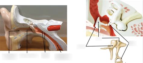 Tympanic Cavity Diagram Quizlet