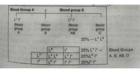 What Are Multiple Alleles Definition Example Blood