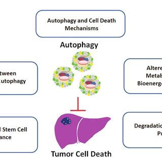 PDF Autophagy And Liver Cancer