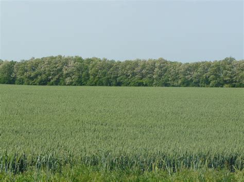 пшеничное поле Владимир Социальная сеть ФотоКто