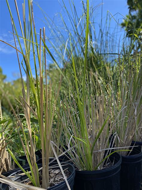 Vetiver Grass Mālū Himowing Landscape