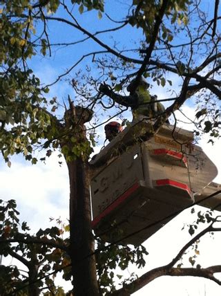 Tree Removal Near Power Lines Ranges Tree Works