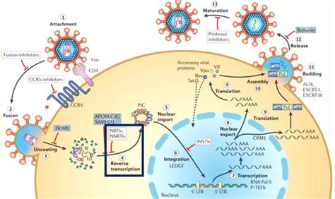 Chemsistry 4 Polymerase Inhibitors Flashcards Quizlet