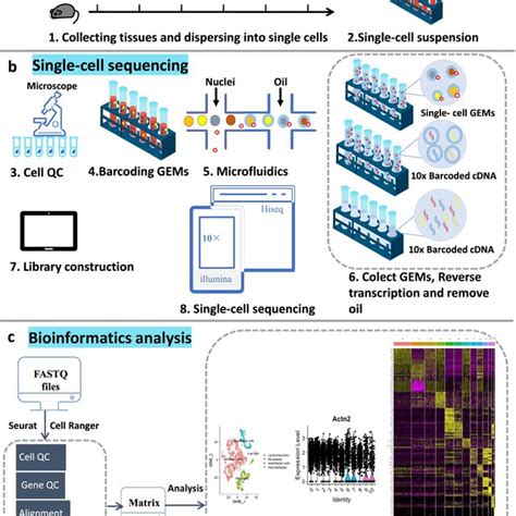 Schematic Diagram Of The 10 × Single Cell Rna Sequencing Workflow A