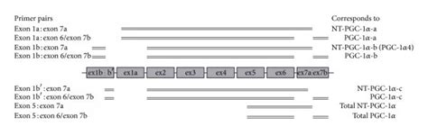Expression And Identification Of Nt Pgc 1α A Nt Pgc 1α B And Download Scientific Diagram