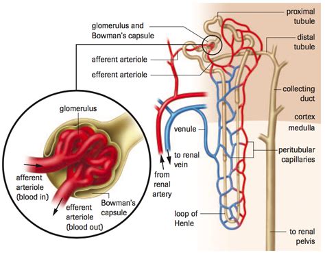 Nephron Structure