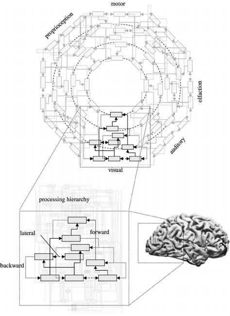 Schematic Illustrating Hierarchical Structures In The Brain And The Download Scientific Diagram