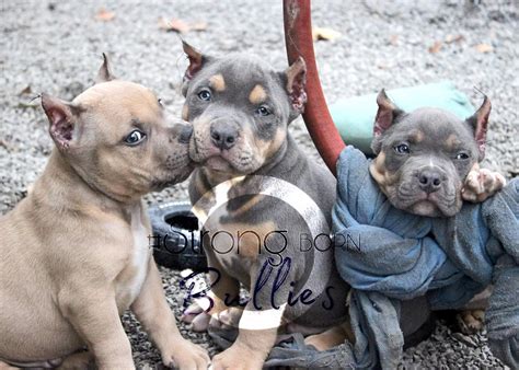 Find Bully Pups Near Me Strong Born Bullies