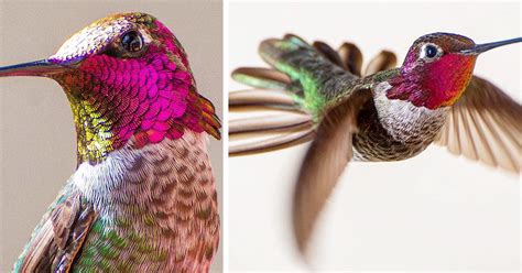 This Instagrammer Captures The Tiny Beauty Of Hummingbirds In Her Backyard Bored Panda