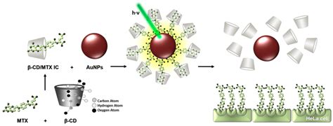 Schematic Representation Of The Precursors Mtx And β Cd To Form The