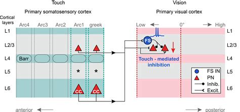 Integration Of Touch And Vision In The Cortex Sainsbury Wellcome Centre