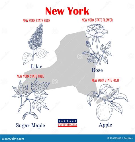 New York Set Of Usa Official State Symbols Stock Vector Illustration