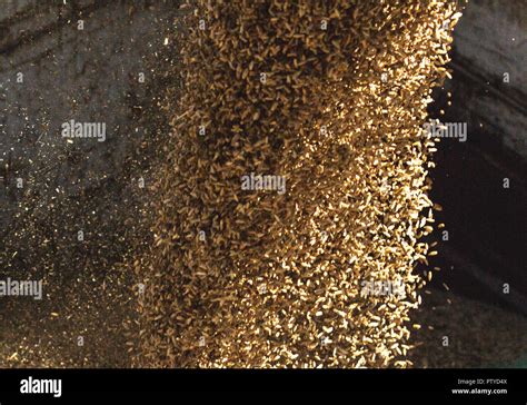 Loading Grain Lorry Hi Res Stock Photography And Images Alamy