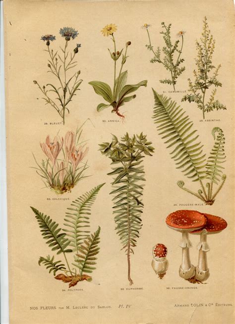 Antique Botanical Illustration Nos Fleurs Medicinal Plants And