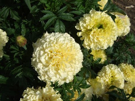 무료 이미지 꽃잎 정원 플로라 노란 꽃 플로리스트 리 모란 꽃 피는 식물 데이지 가족 꽃다발 플로랄 디자인 육상 식물 국화 꽃꽂이 2848x2136