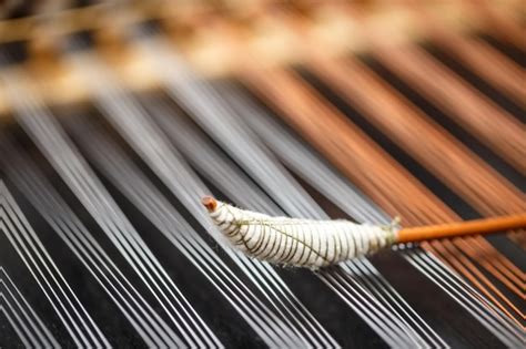 Premium Photo Dulcimer String And Wooden Bat Premium Photo Dulcimer String And Wooden Bat