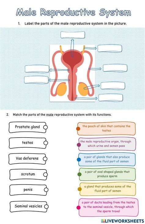 Human Reproductive System Worksheets