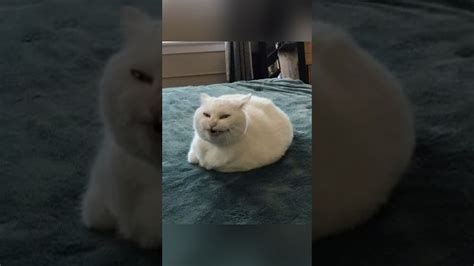 Muejejeje Happy Funny Cat Youtube