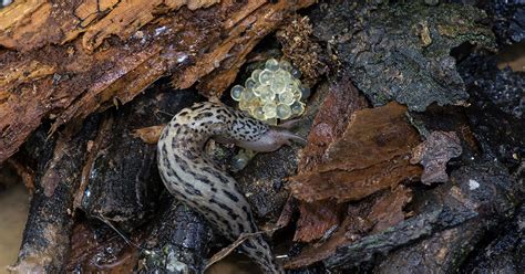 How To Identify Snail And Slug Eggs - The Garden Magazine