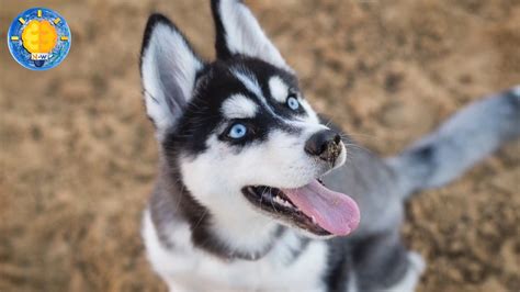 خطرناک ترین سگ های جهان معرفی خطرناک ترین سگ های جهان در 5 دقیقه نماشا